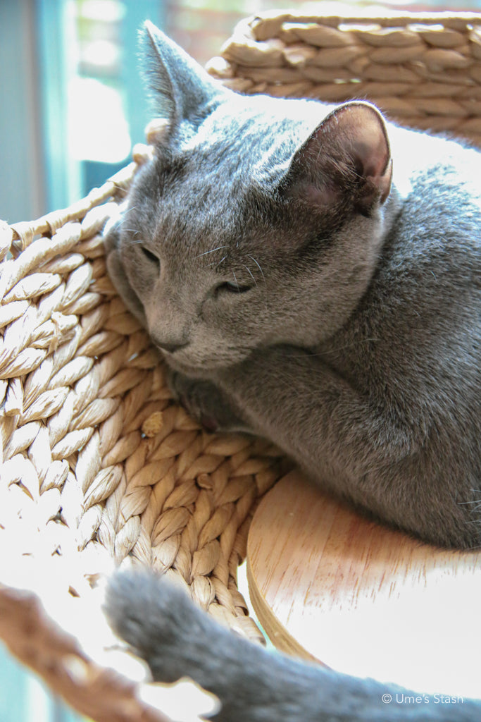 Solid Wood Spruce Cat Tree Ver. 2 - Upgraded, Natural and Modern – Ume ...