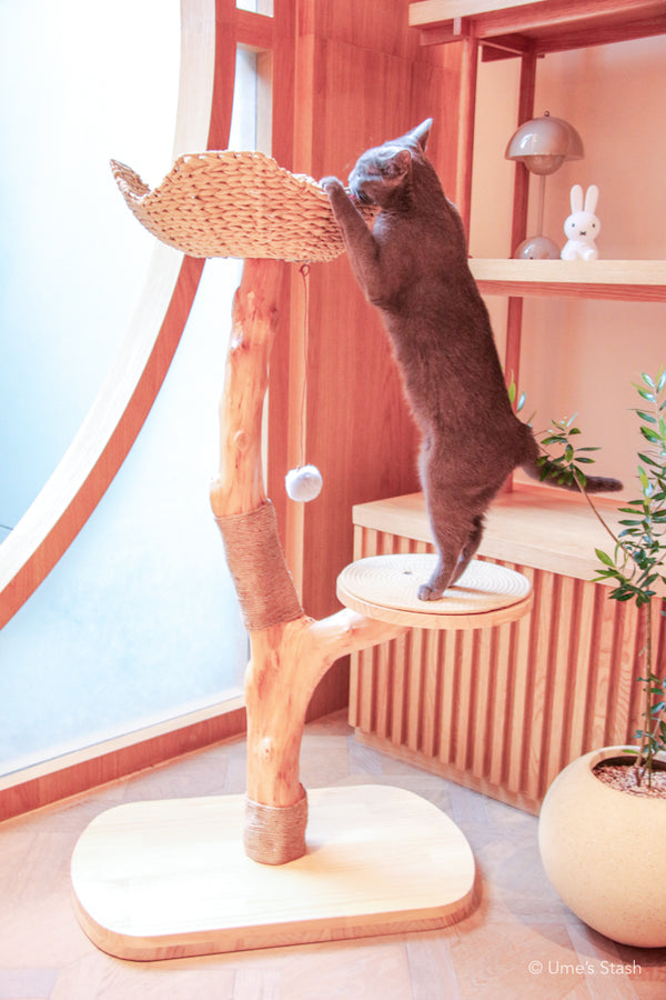 Solid Wood Spruce Cat Tree Ver. 2 - Upgraded, Natural and Modern – Ume ...