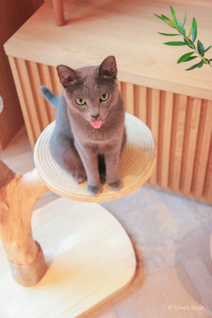 Solid Wood Spruce Cat Tree Ver. 2 - Upgraded, Natural and Modern – Ume ...